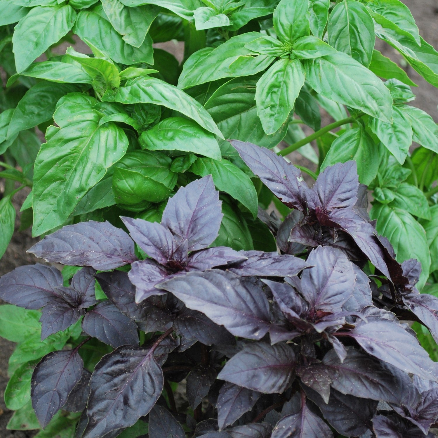 Herb Gardening
