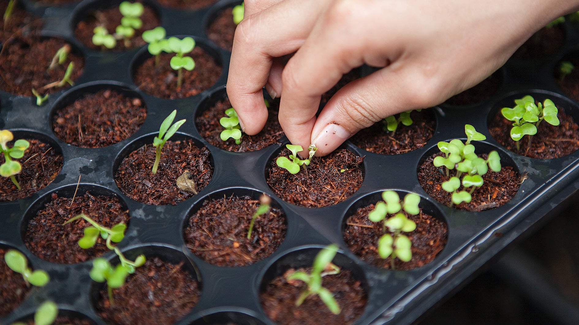 A Quick Guide to Growing From Seed