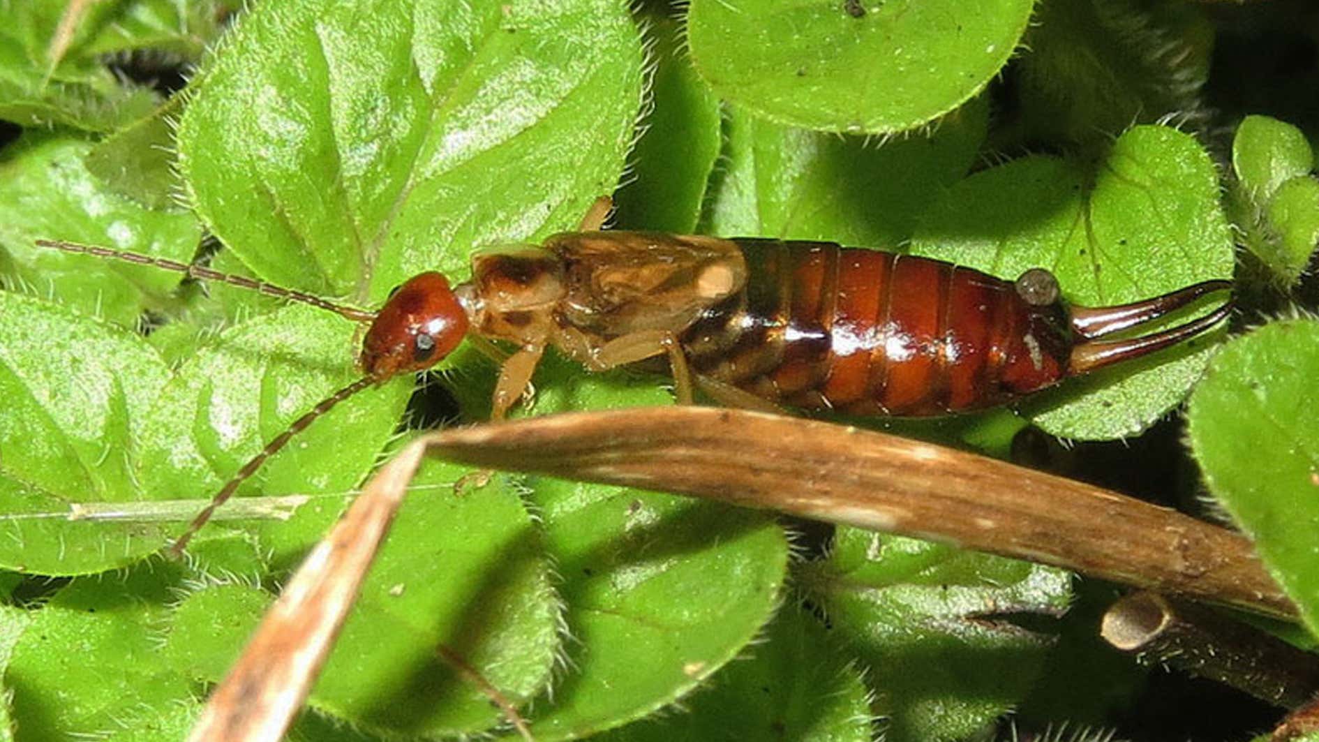 Earwigs