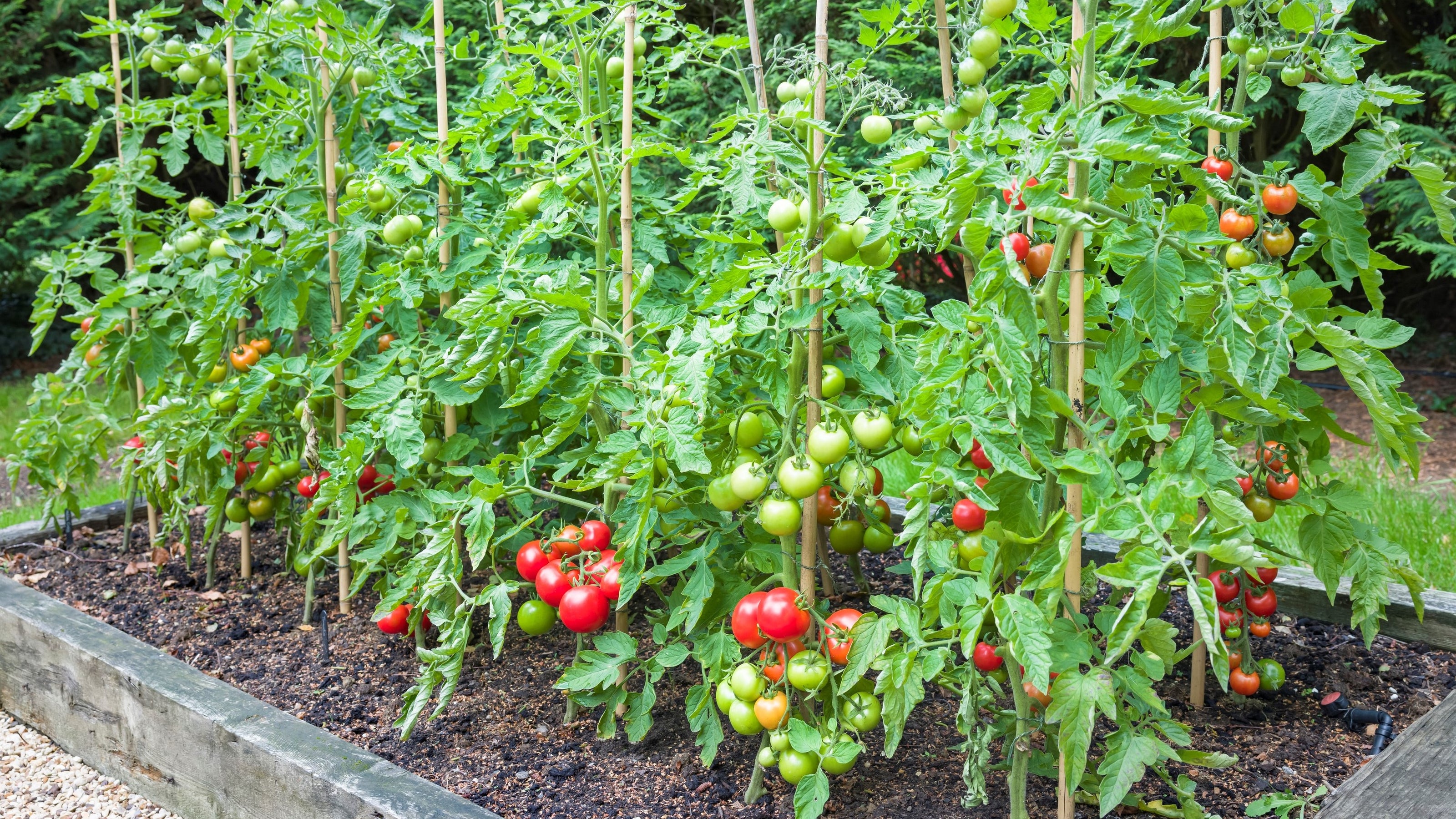 Starting Your First Veggie Garden