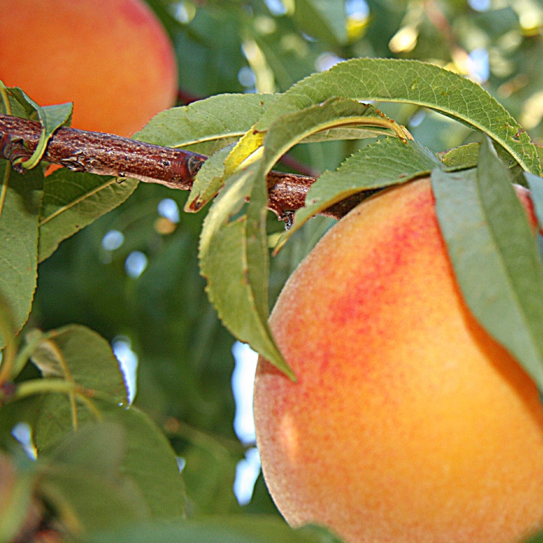 Growing Your Own Produce