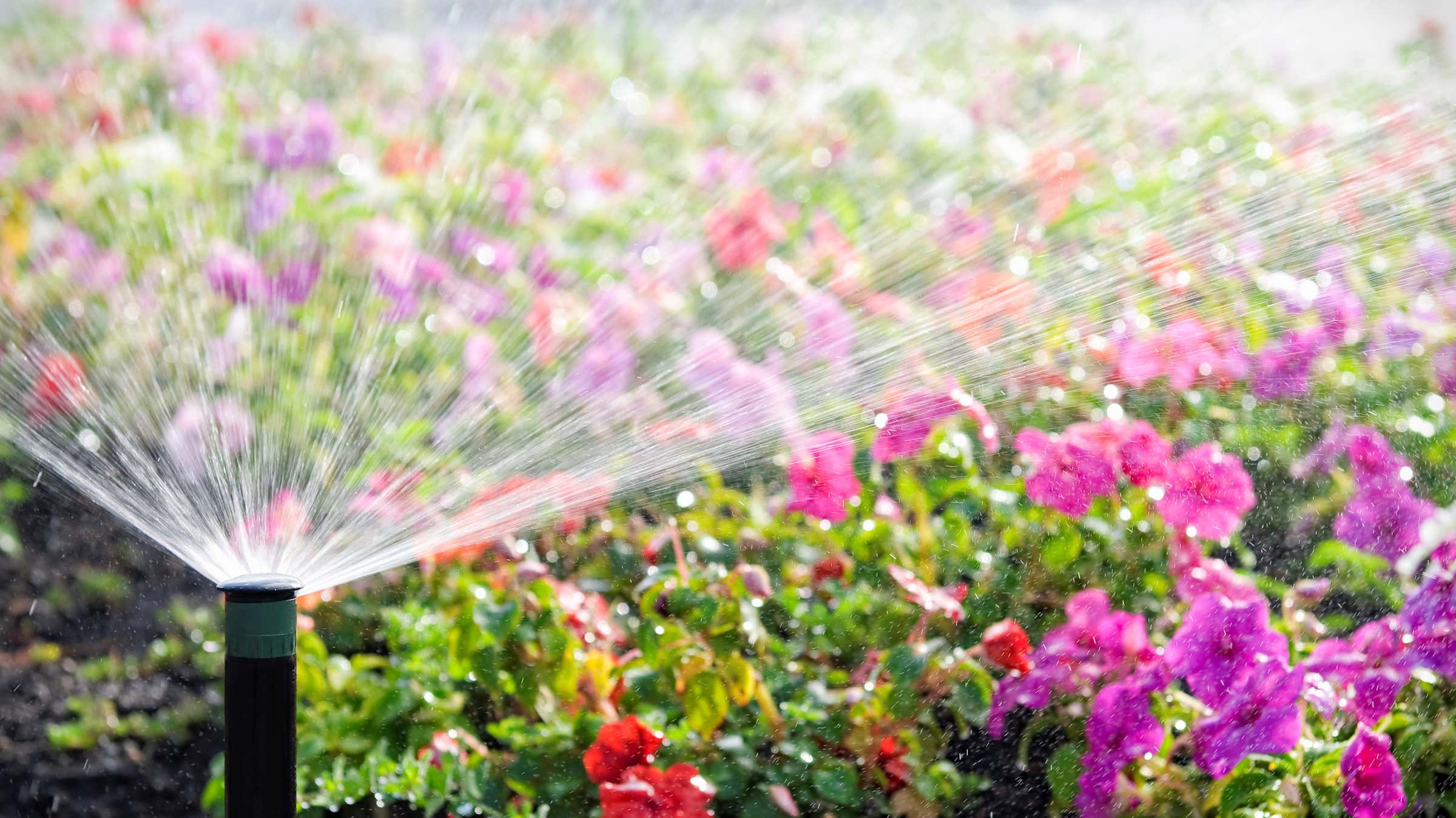 A Beginner's Guide to Micro-Irrigation