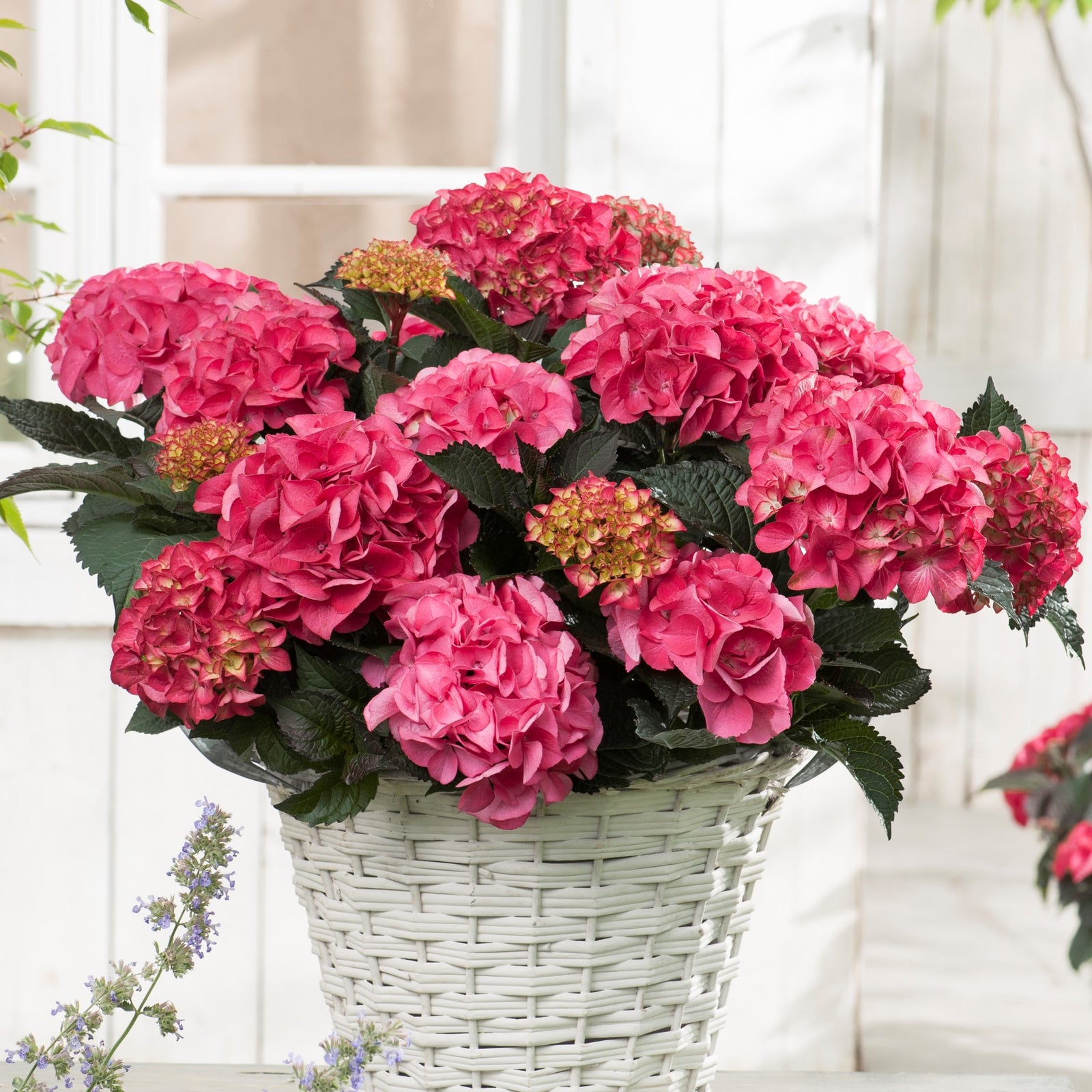 In Harmony With Hydrangeas