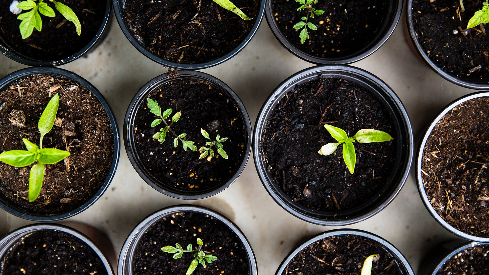 A Quick Guide to Growing From Seed