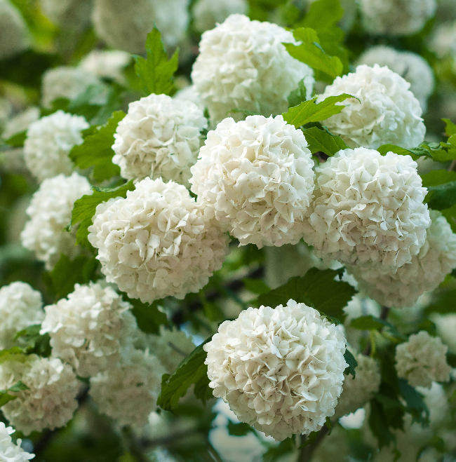 The Classic Beauty of Hydrangeas