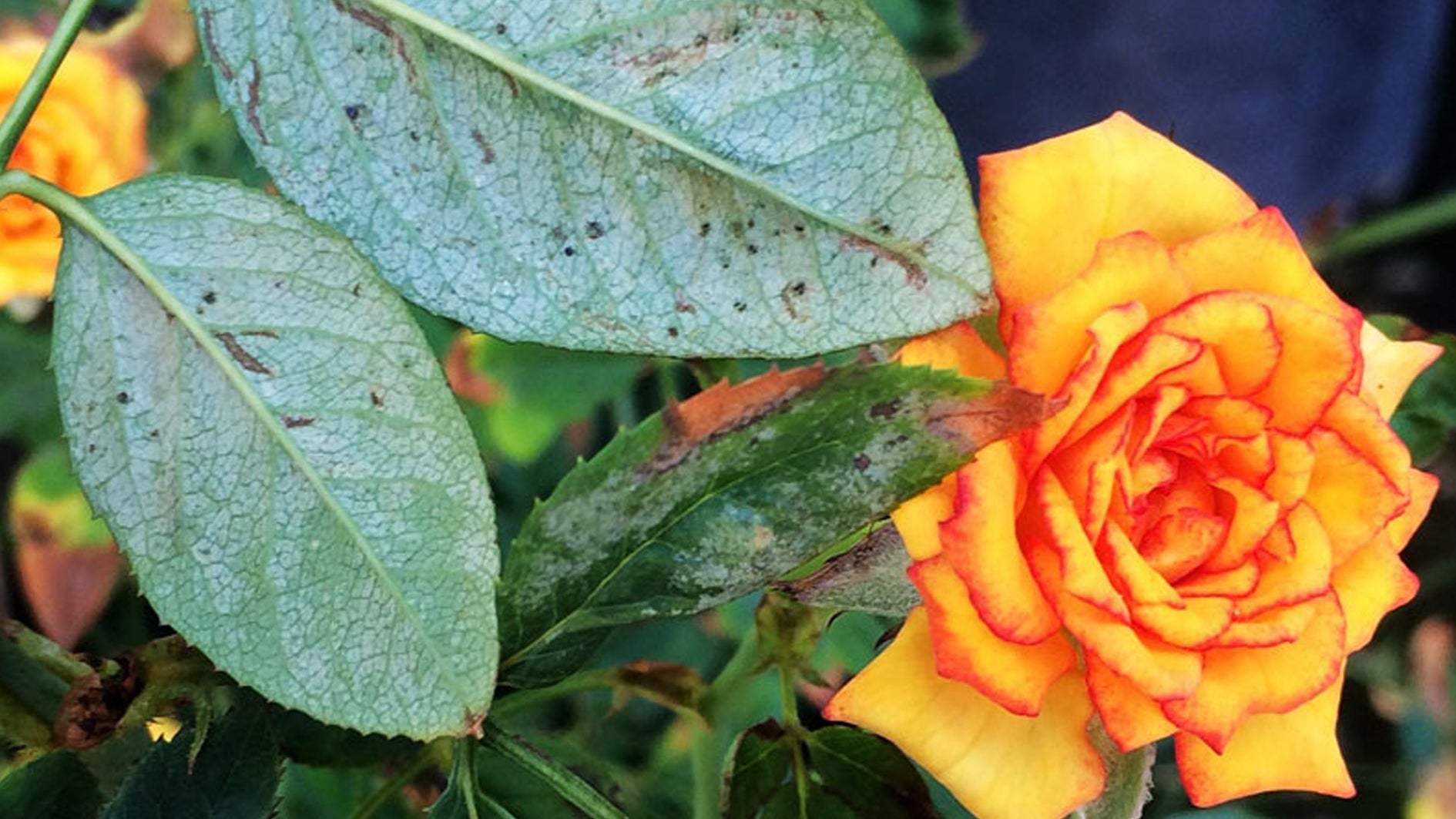 Spider Mites