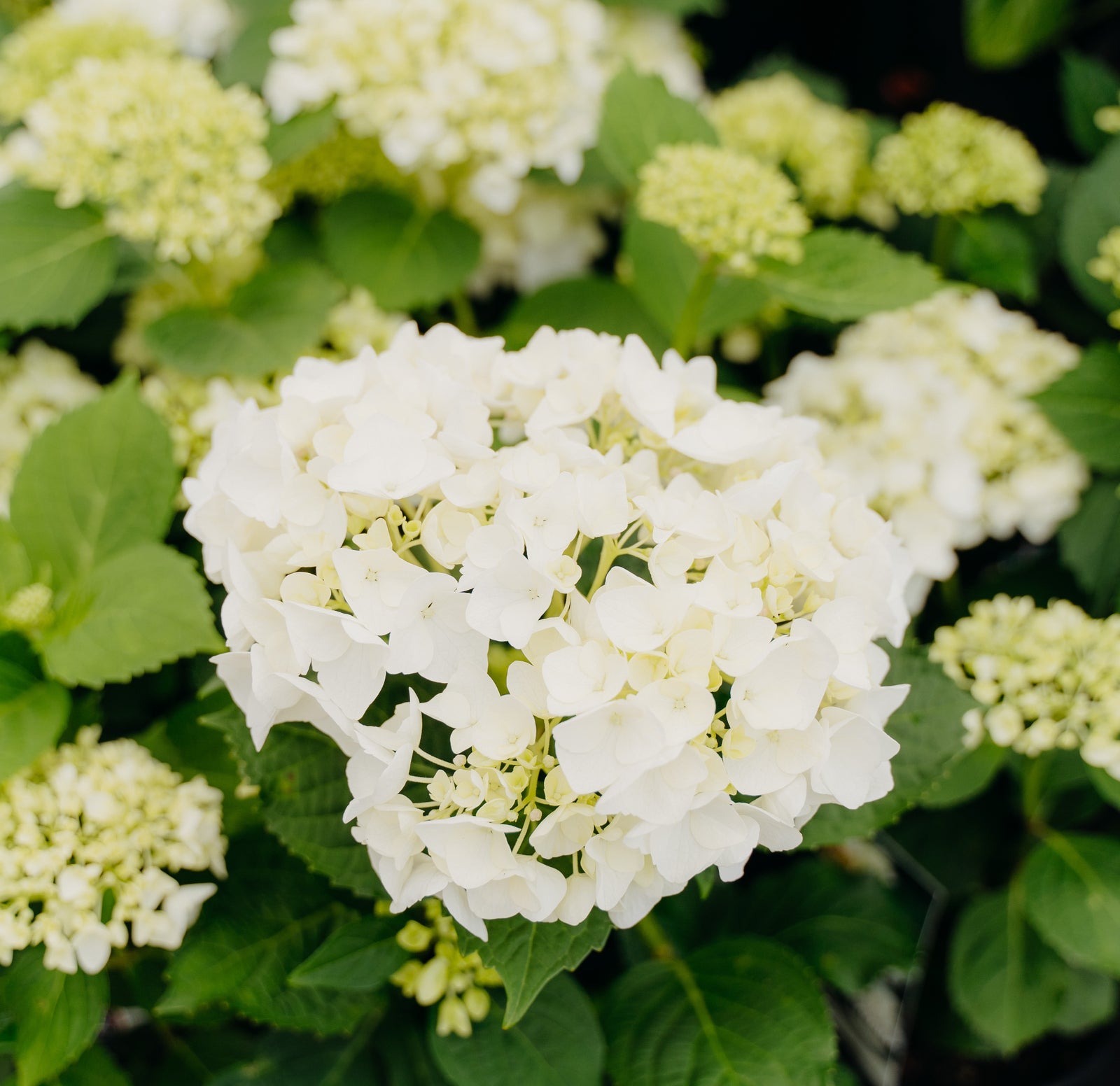 Choosing the perfect Hydrangea
