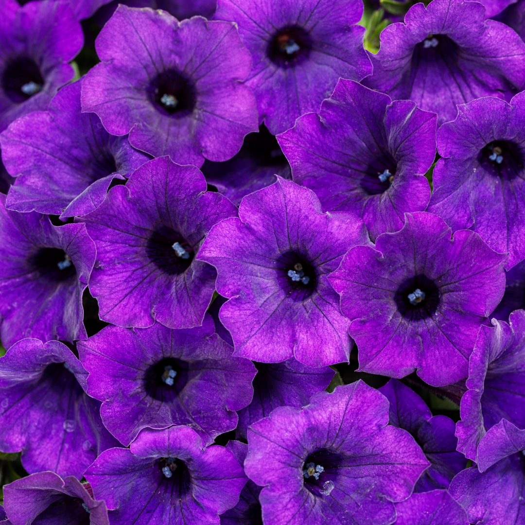 Pretty Petunias