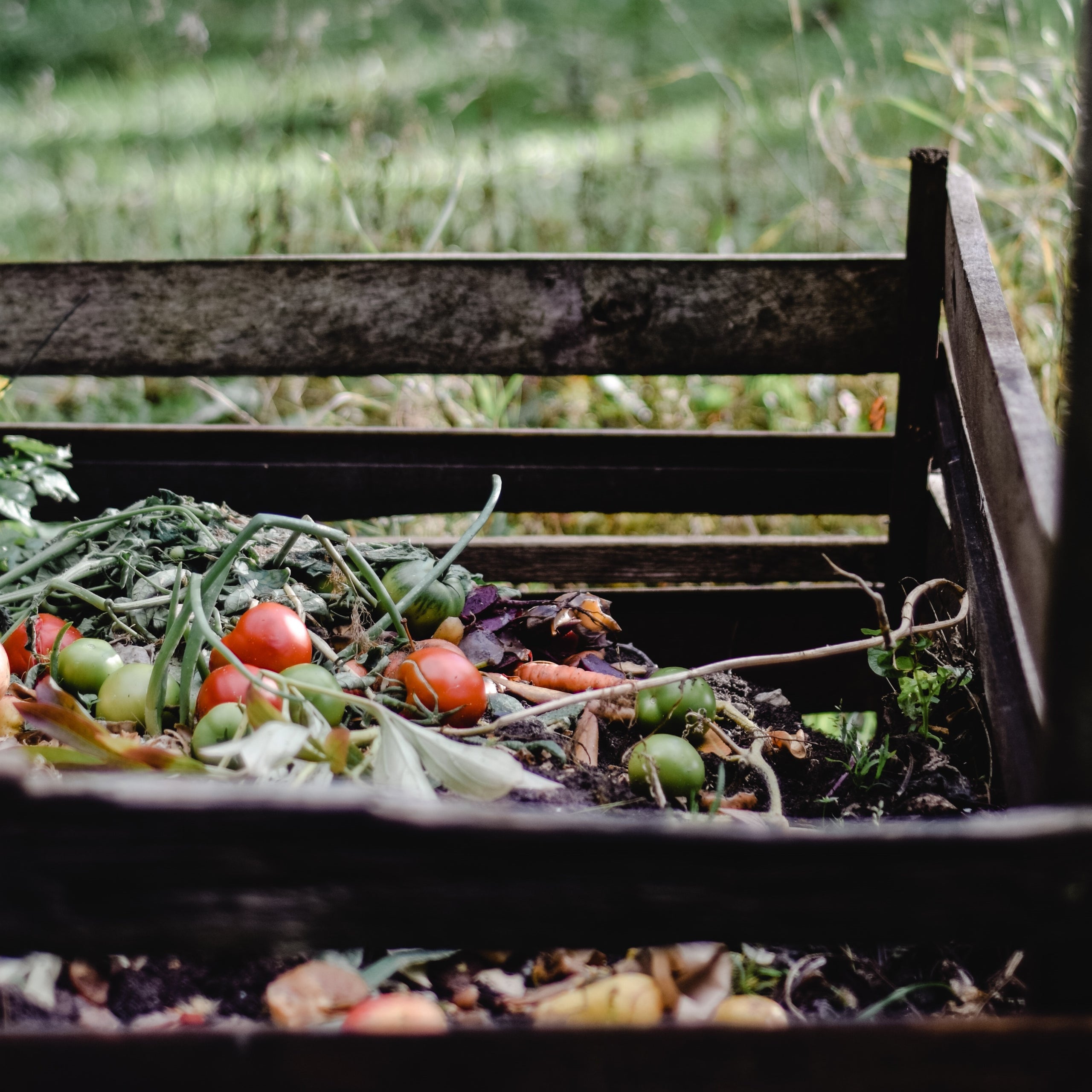 A Beginner's Guide to Worm Farms