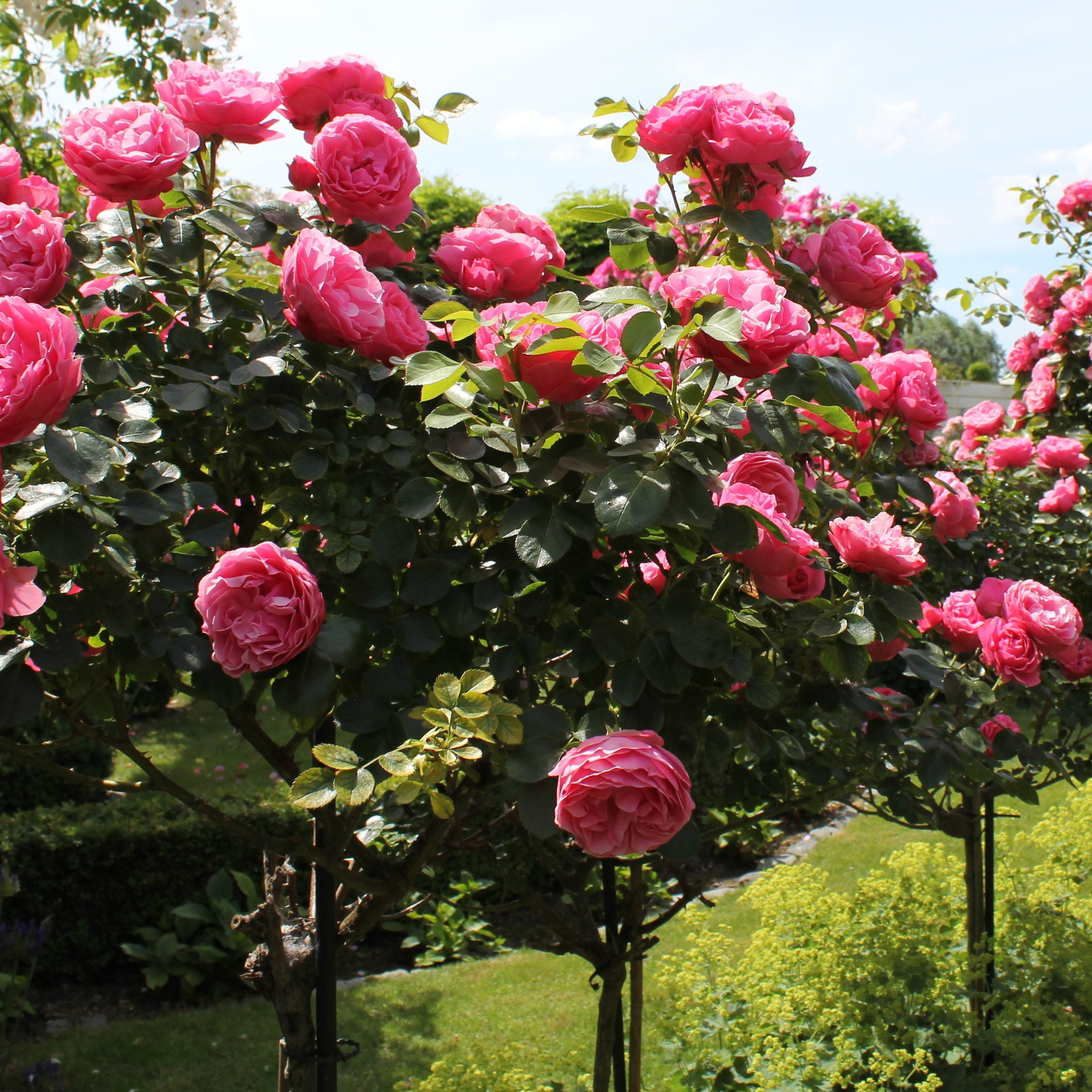 A Beginner's Guide to Roses