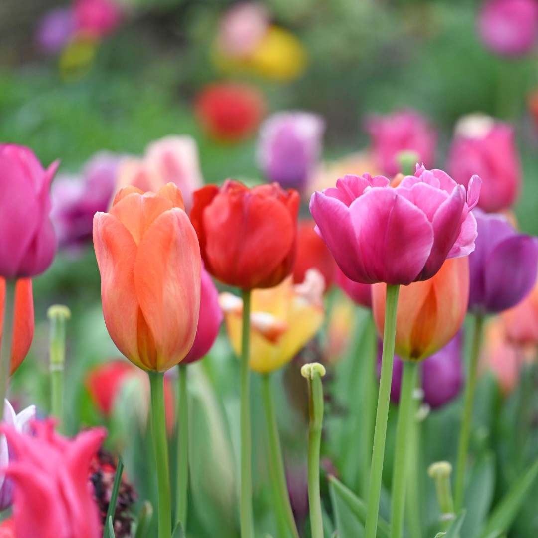 It's Time To Plant Spring Bulbs