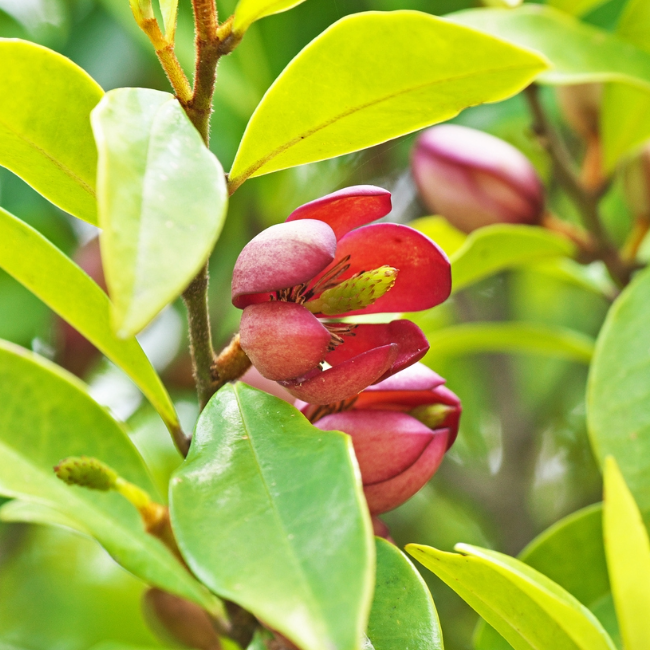 Summer Plants We're Loving