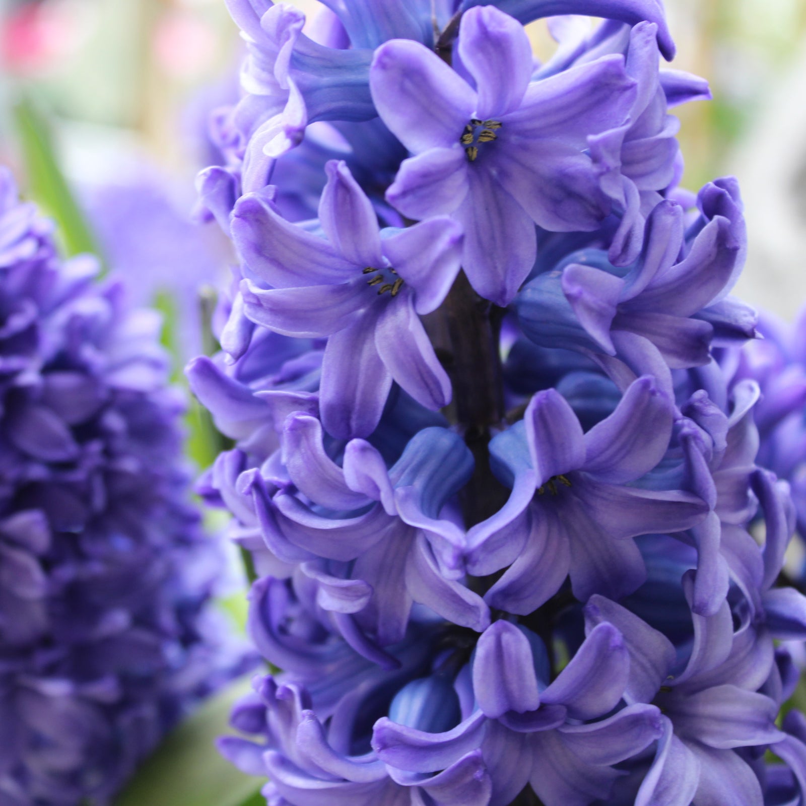 A Dash of Colour with Spring Bulbs