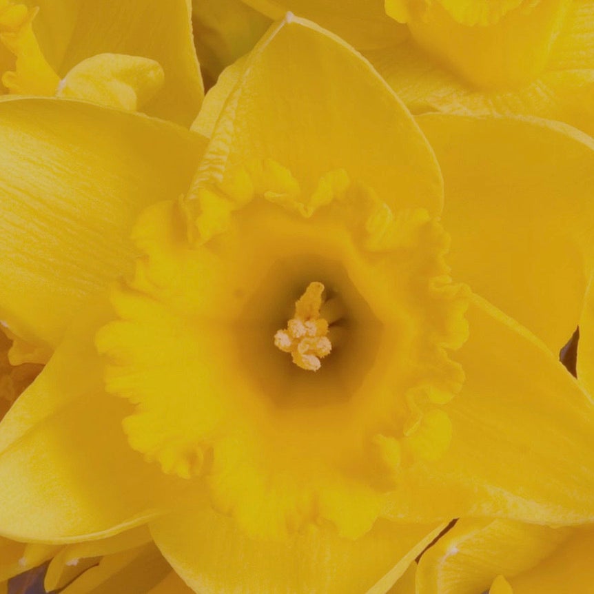 Planting Spring Bulbs in Bowls