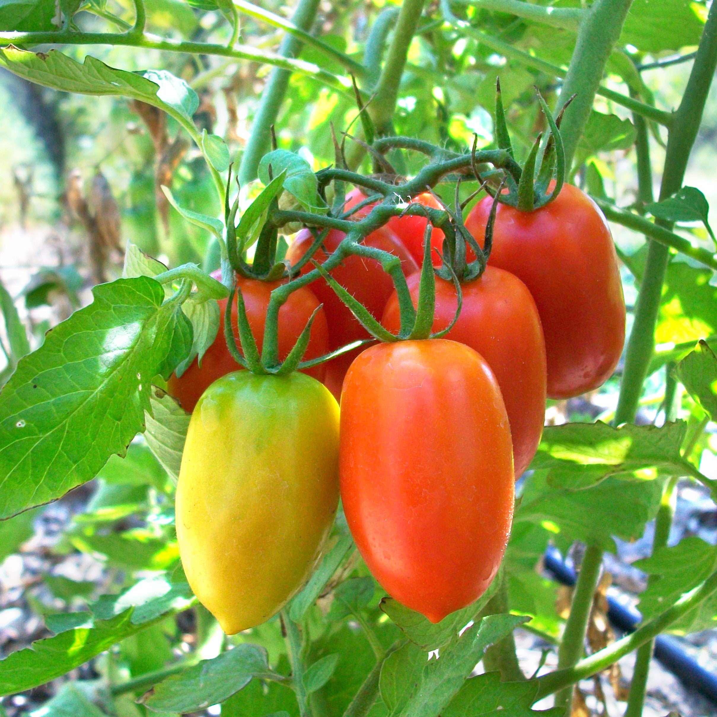 A Beginner’s Guide to Tomatoes