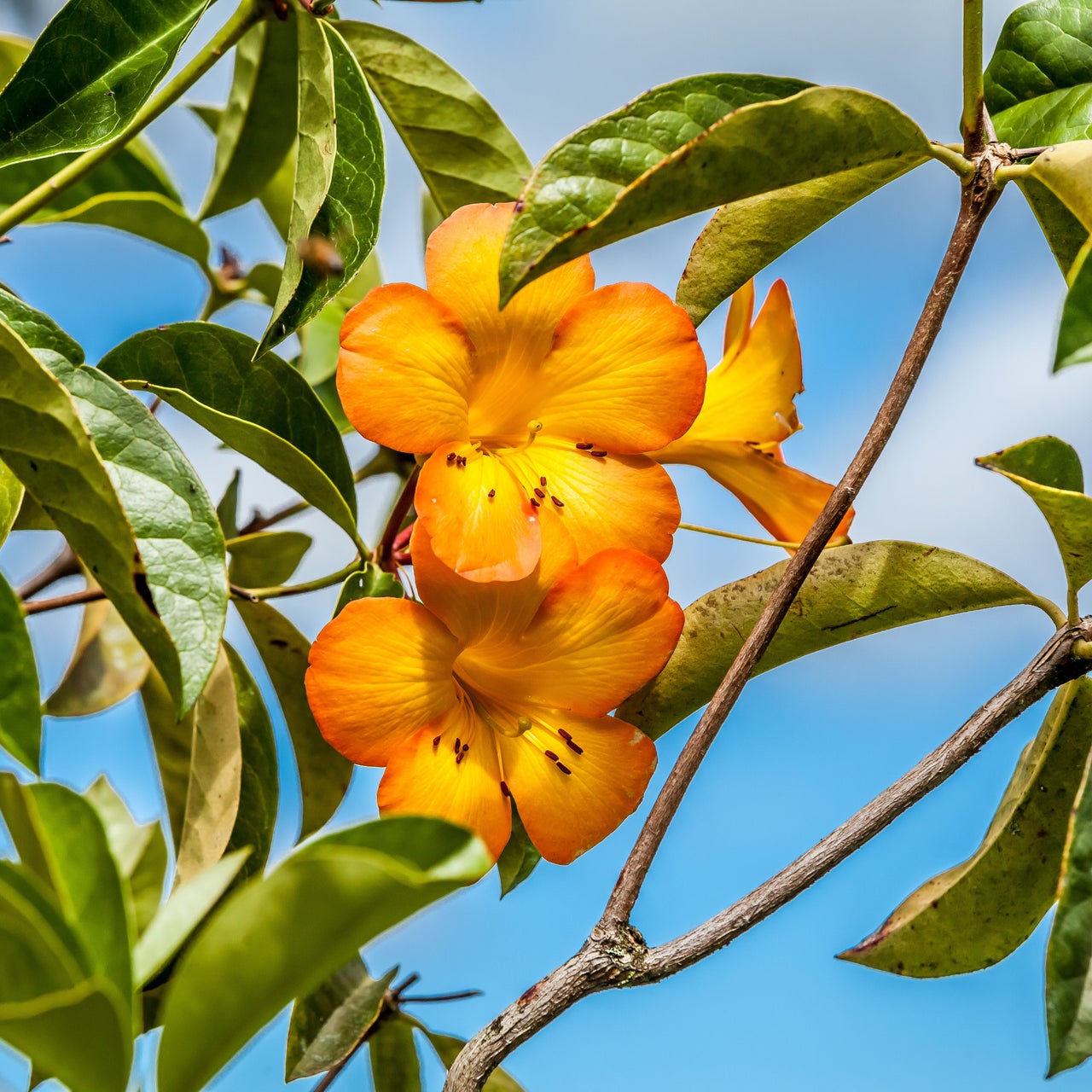 Transform Your Garden Into A Tropical Paradise | Kings