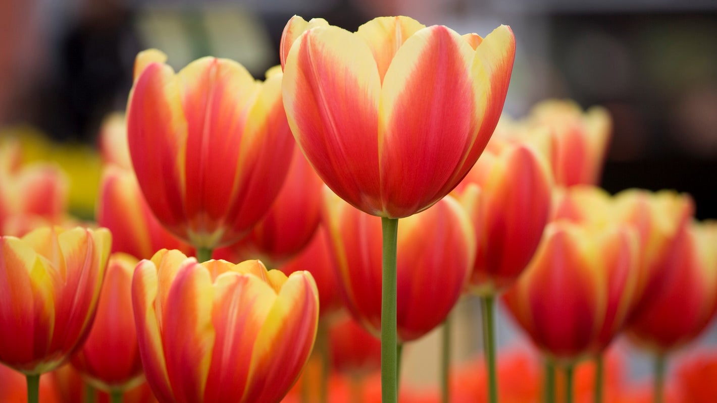 All About Spring Bulbs