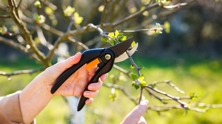 Back To Basics - Winter Pruning