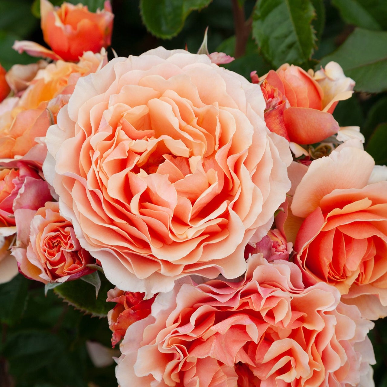 Our Top Rose Varieties