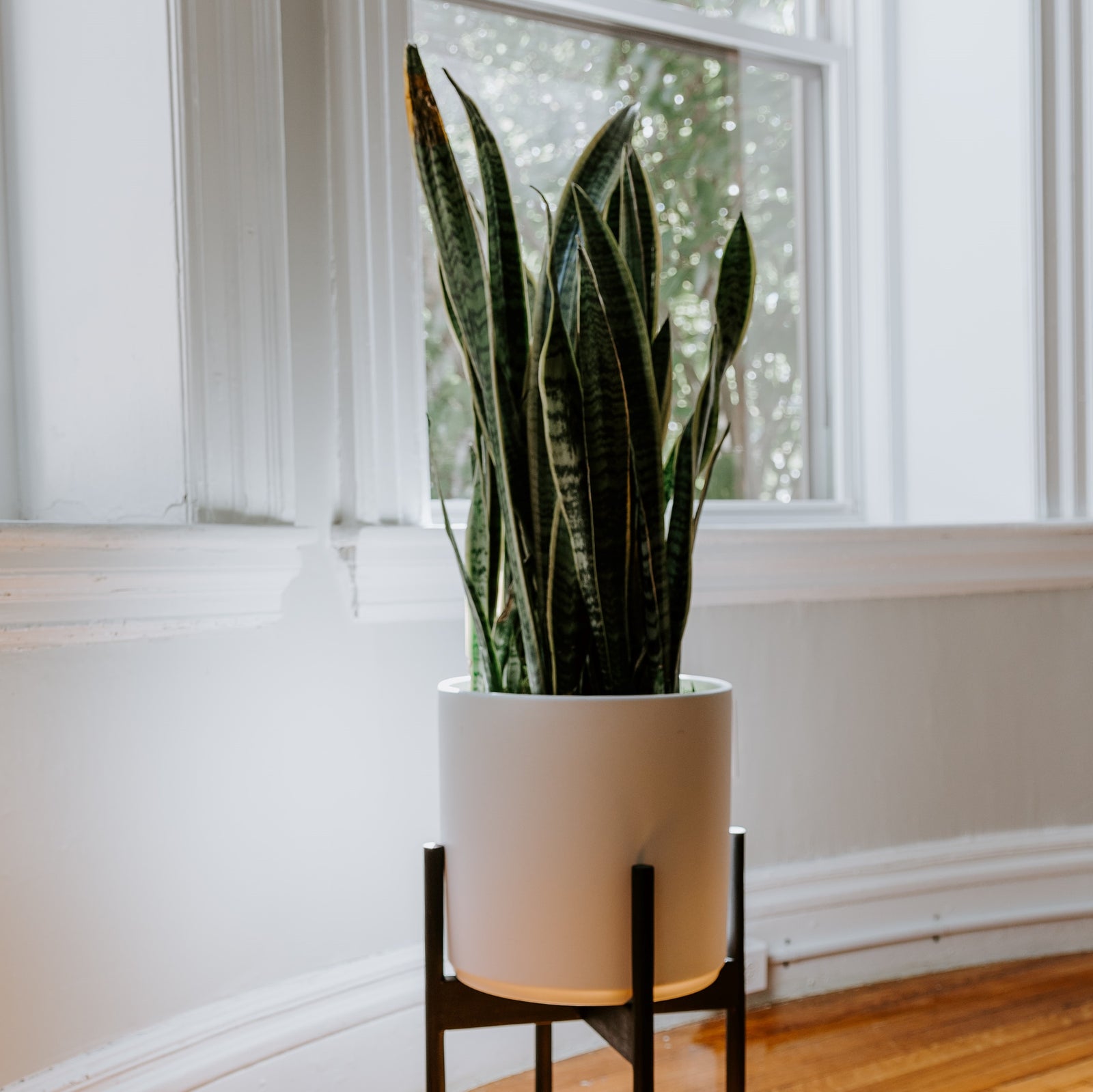 Bring your Office to Life with Indoor Plants