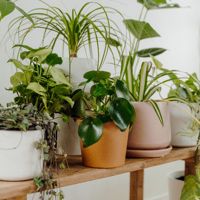 Indoor Plant Styling