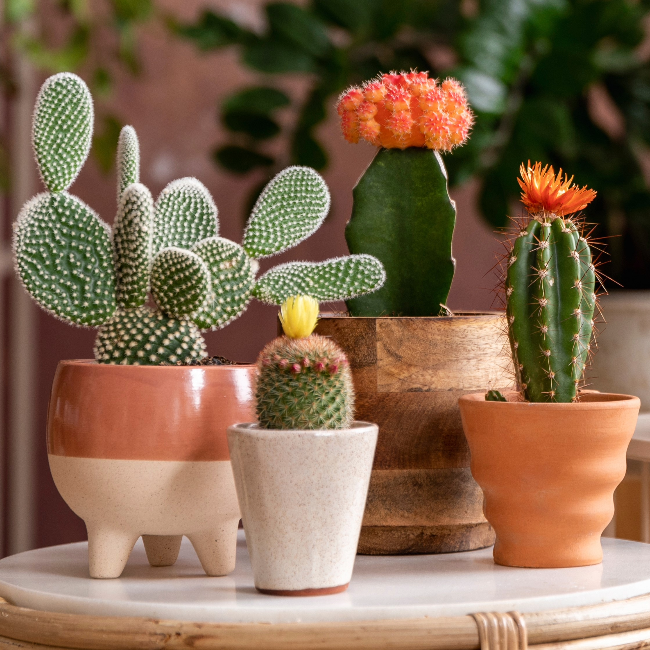 Designing Your Own Cacti Garden