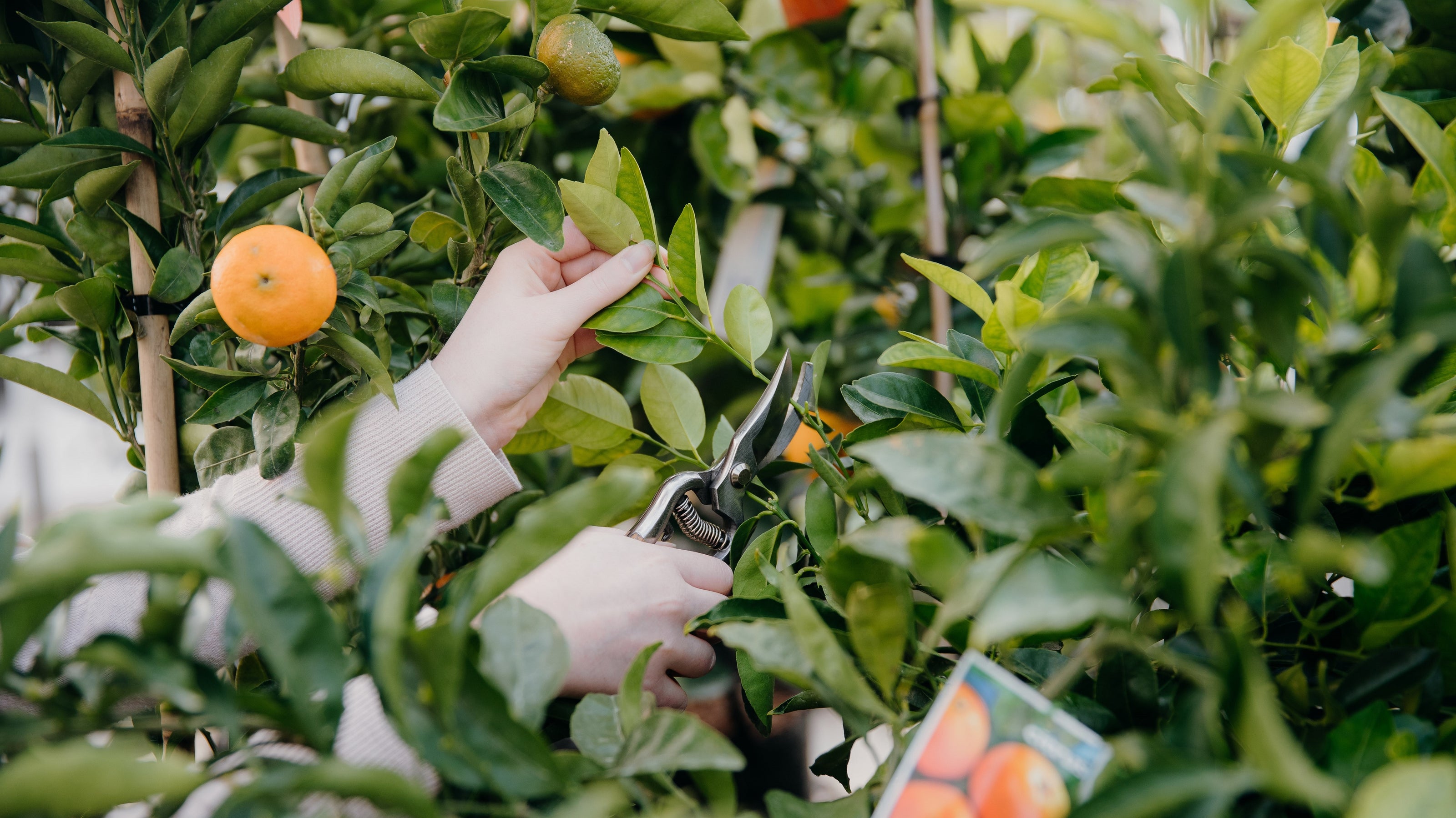 Getting Started with Zesty Citrus