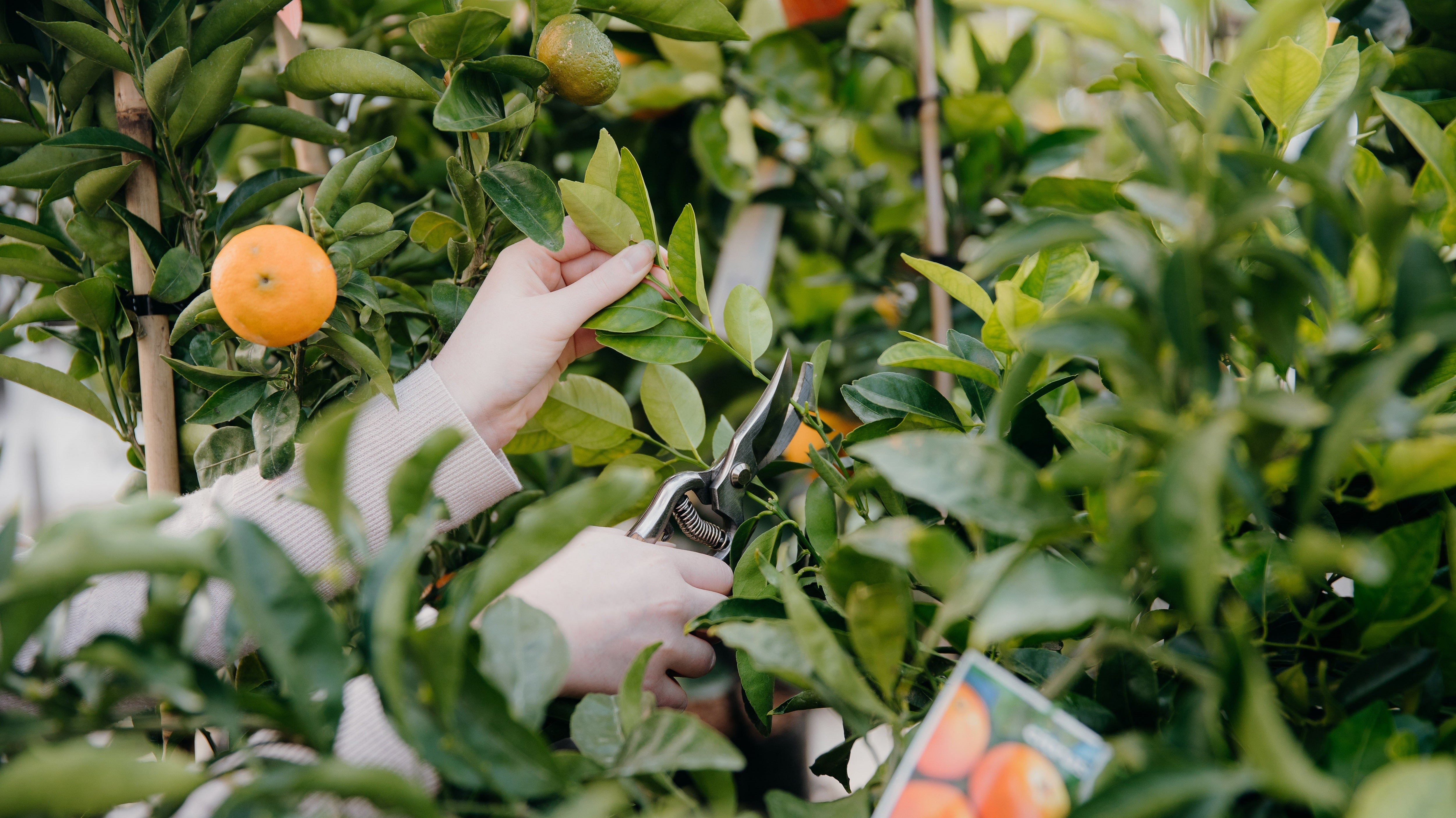 Getting Started with Zesty Citrus
