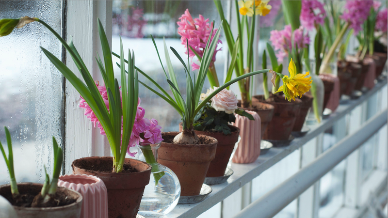 Planting Spring Bulbs in Bowls