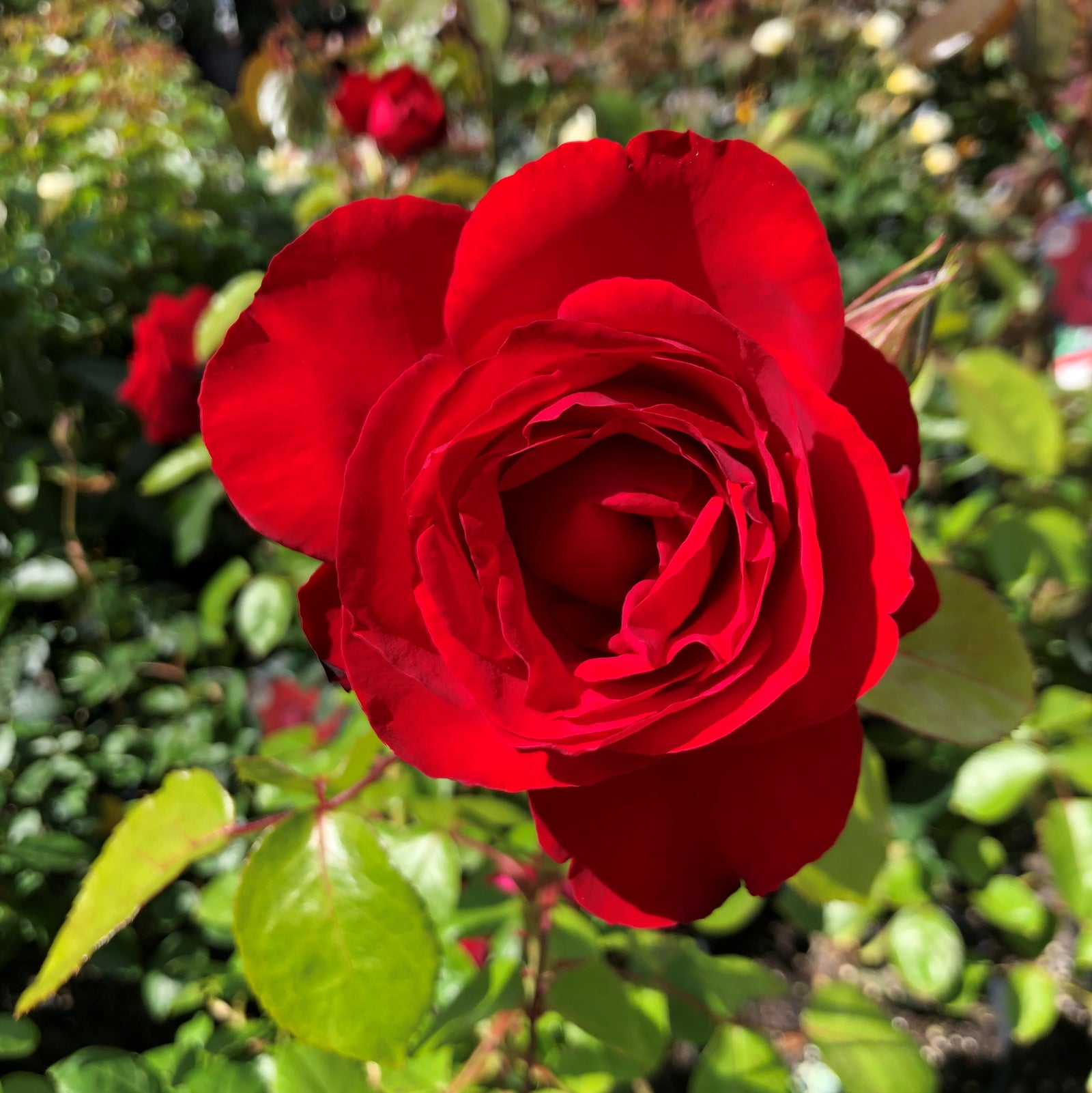 A Beginner's Guide to Roses