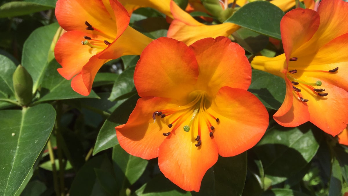 Our Top Summer Plants