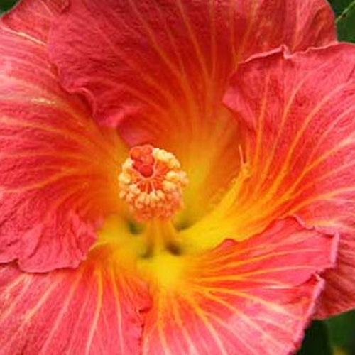 Our Top Hibiscus Varieties