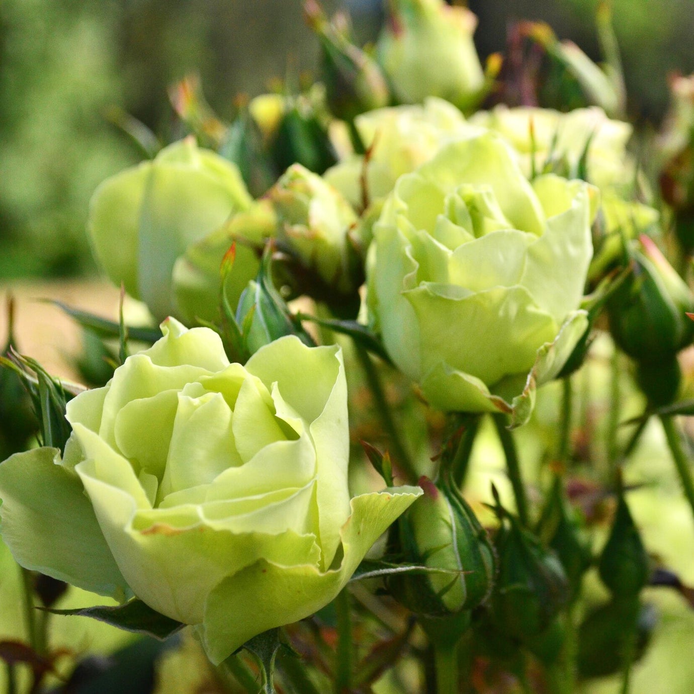 Our Top Rose Varieties