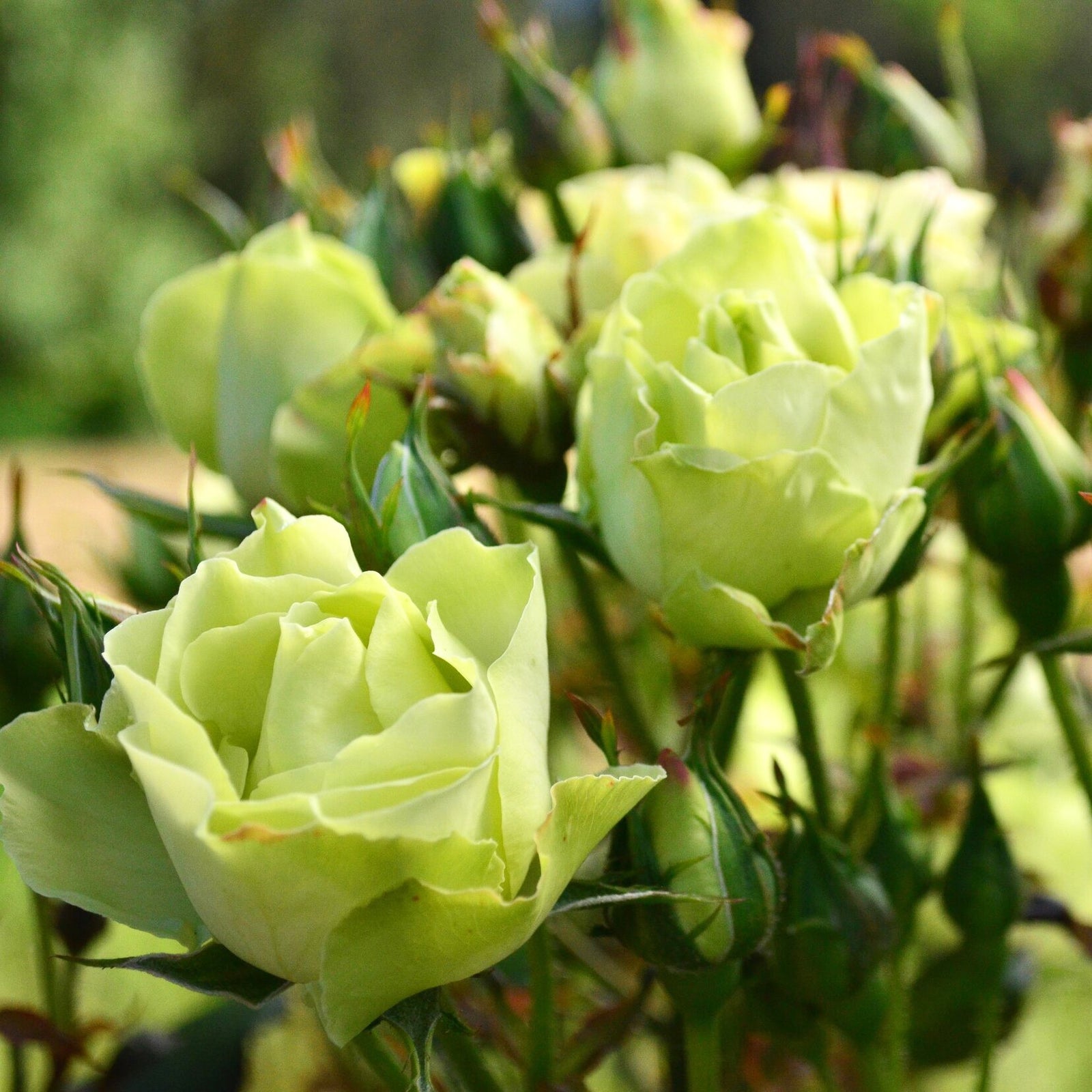 Our Top Rose Varieties