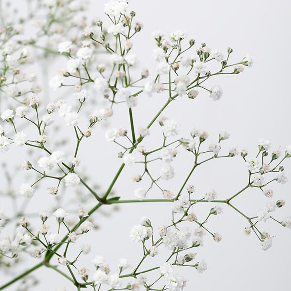 Growing your Own Flower Gardens