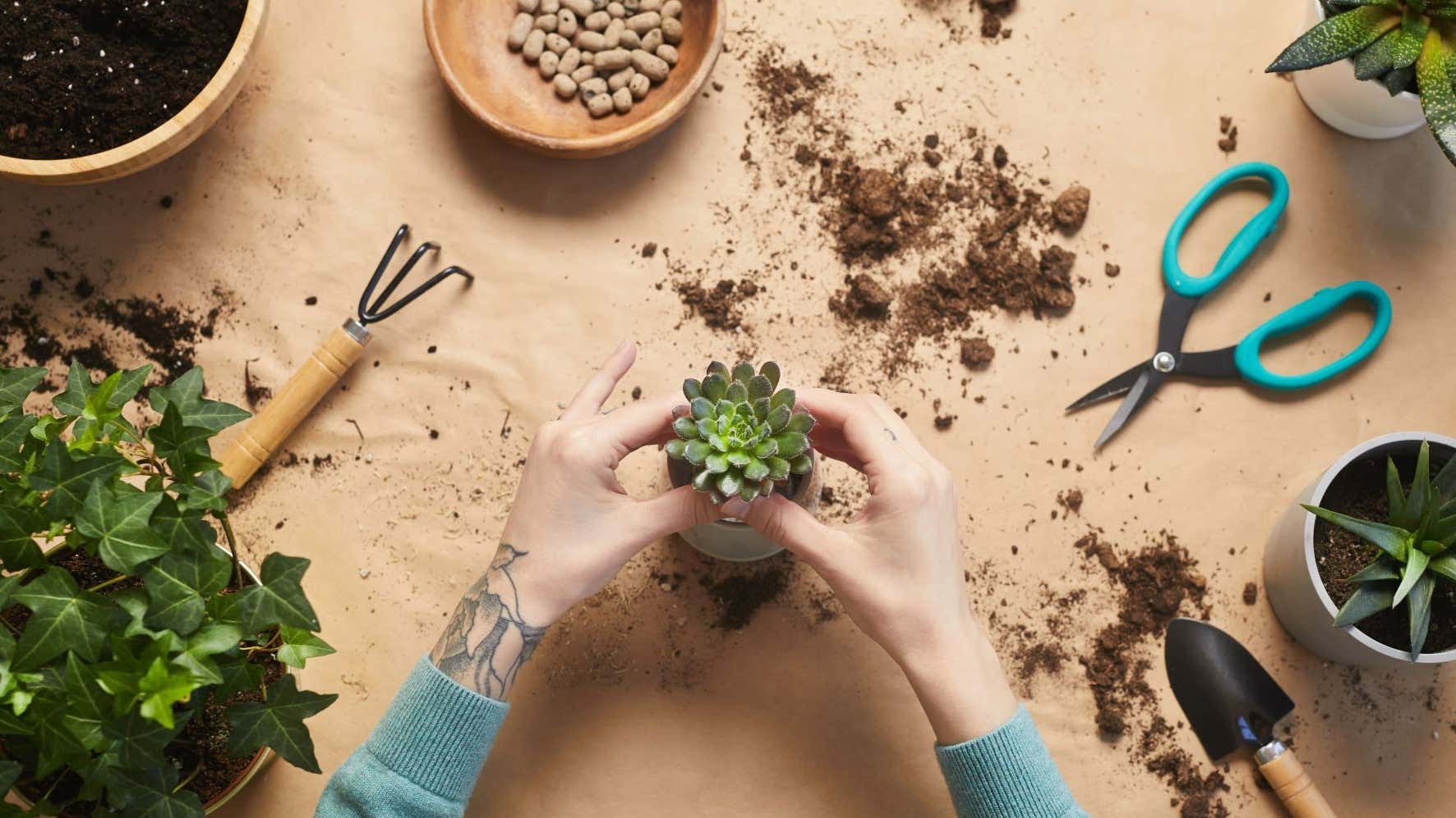 Spring Tips For Indoor Plants