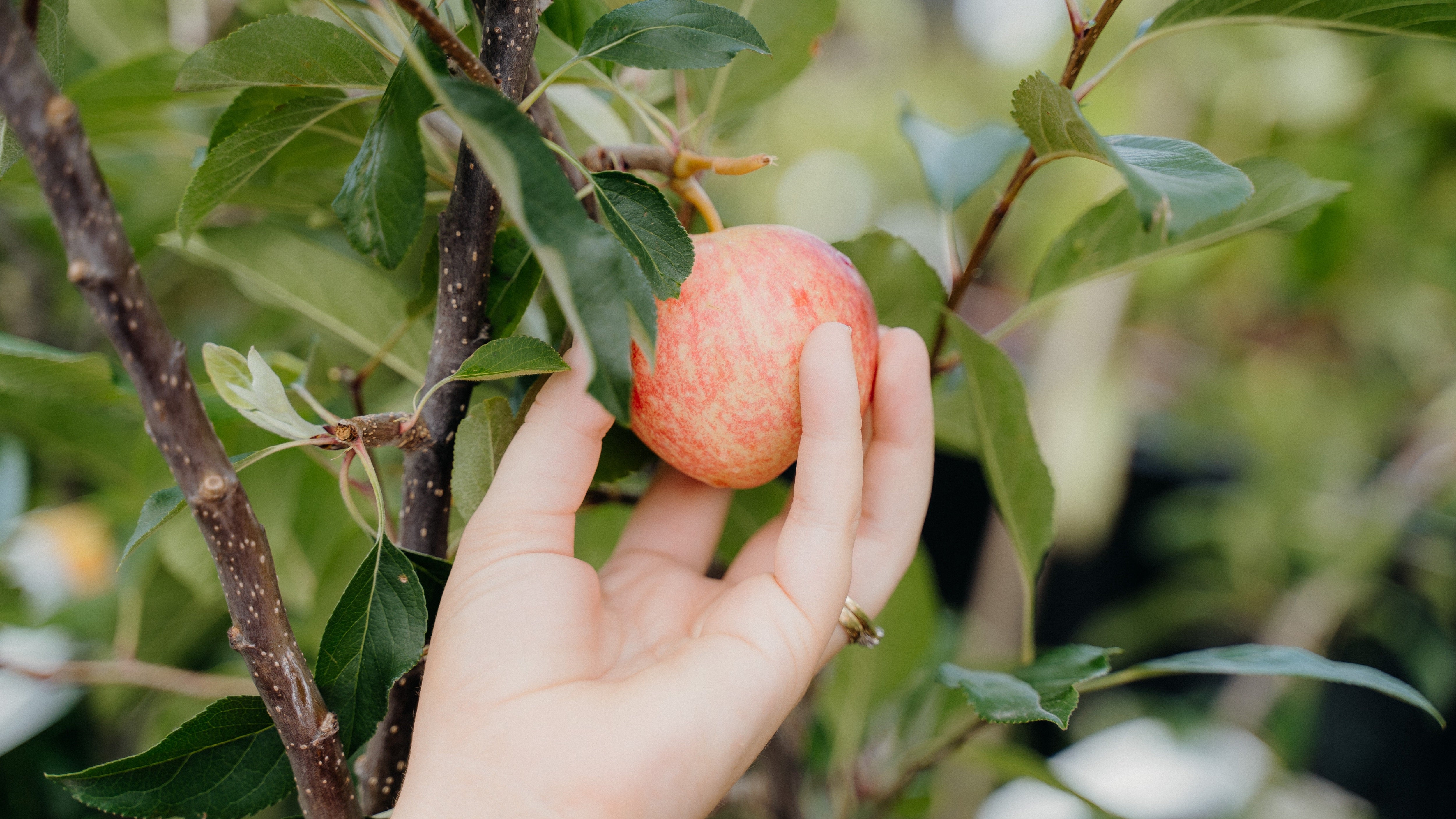 Deciduous Fruit Trees
