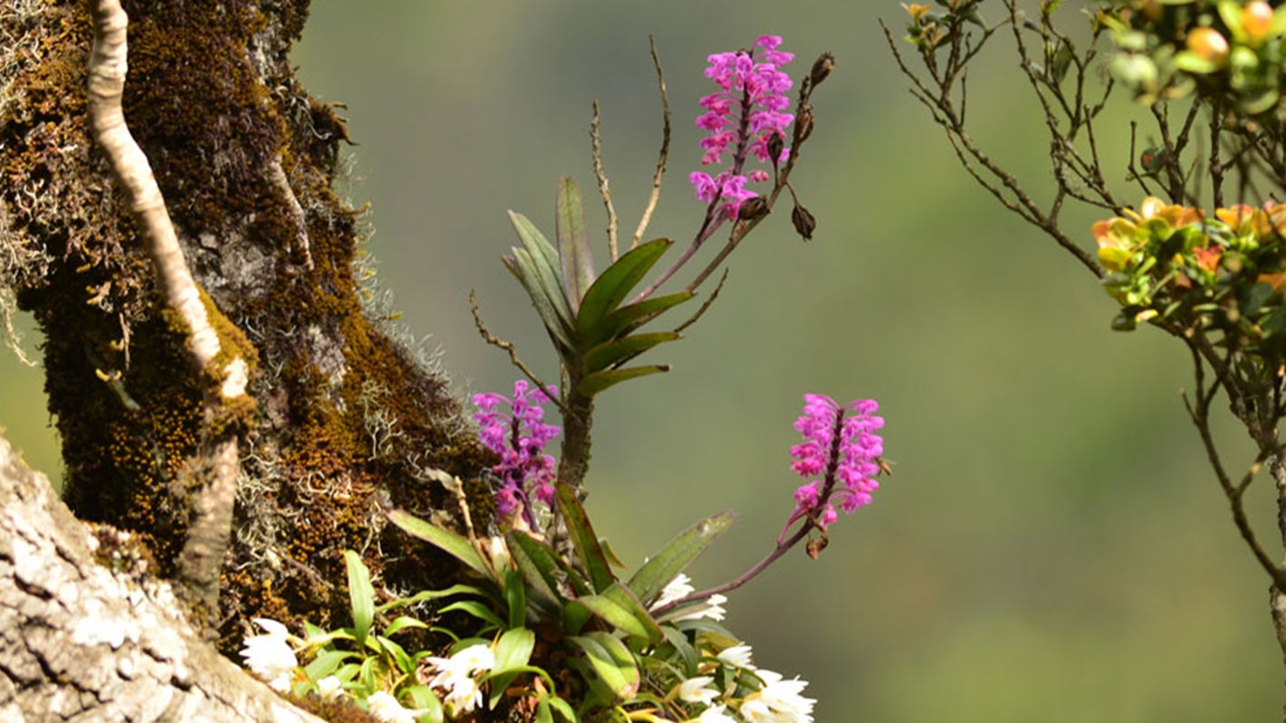 The Wonderful World of Orchids
