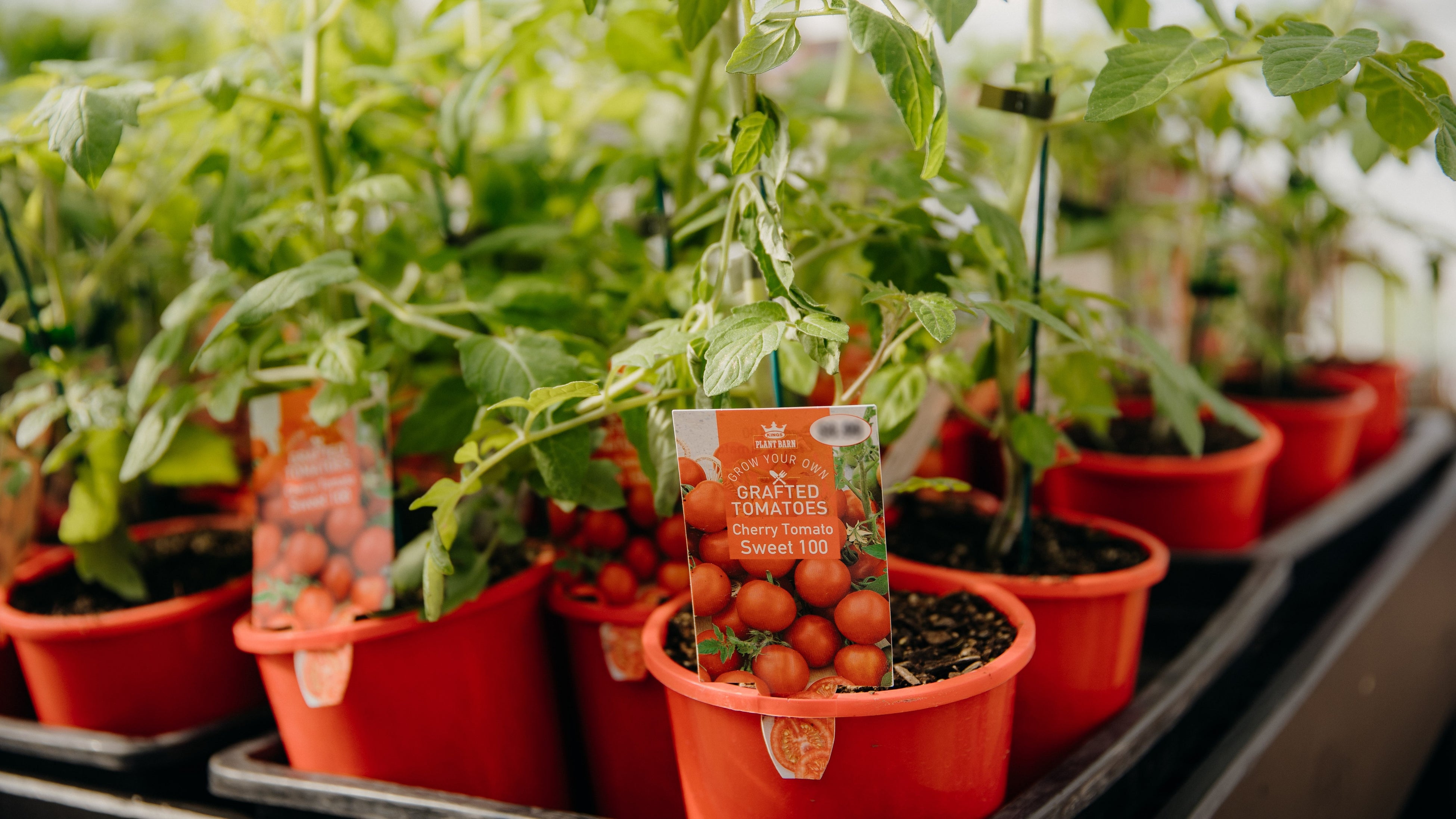 A Beginner’s Guide to Tomatoes