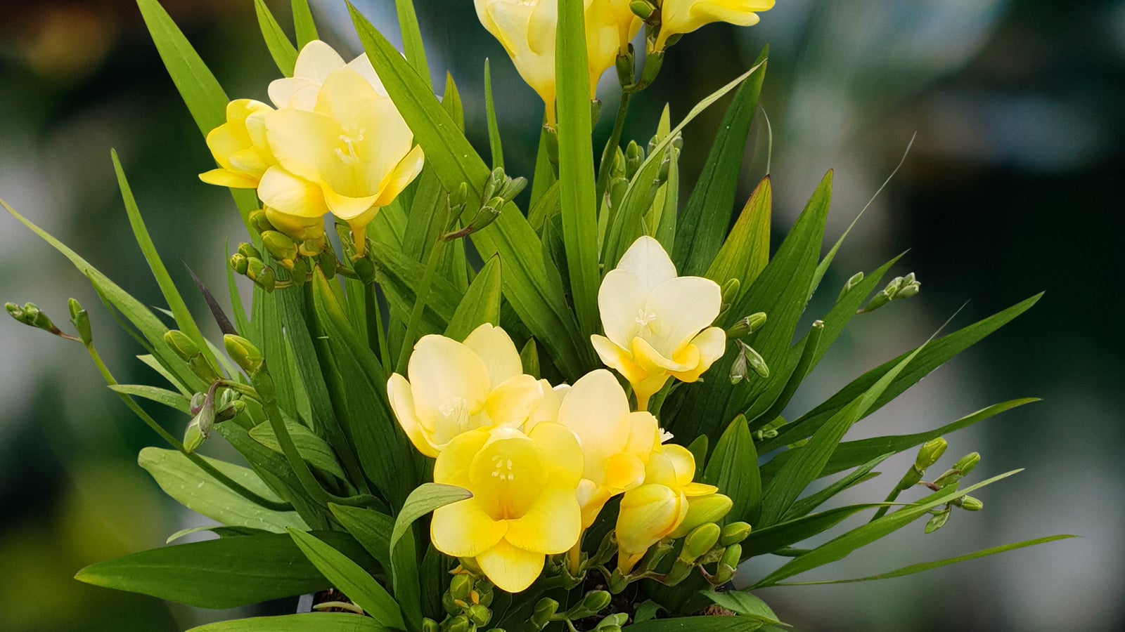 All About Spring Bulbs