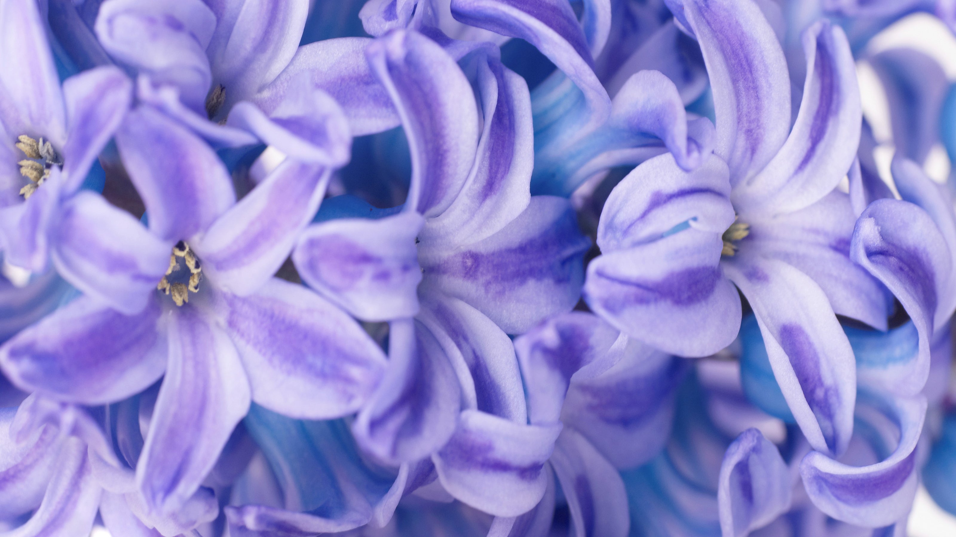 All About Spring Bulbs