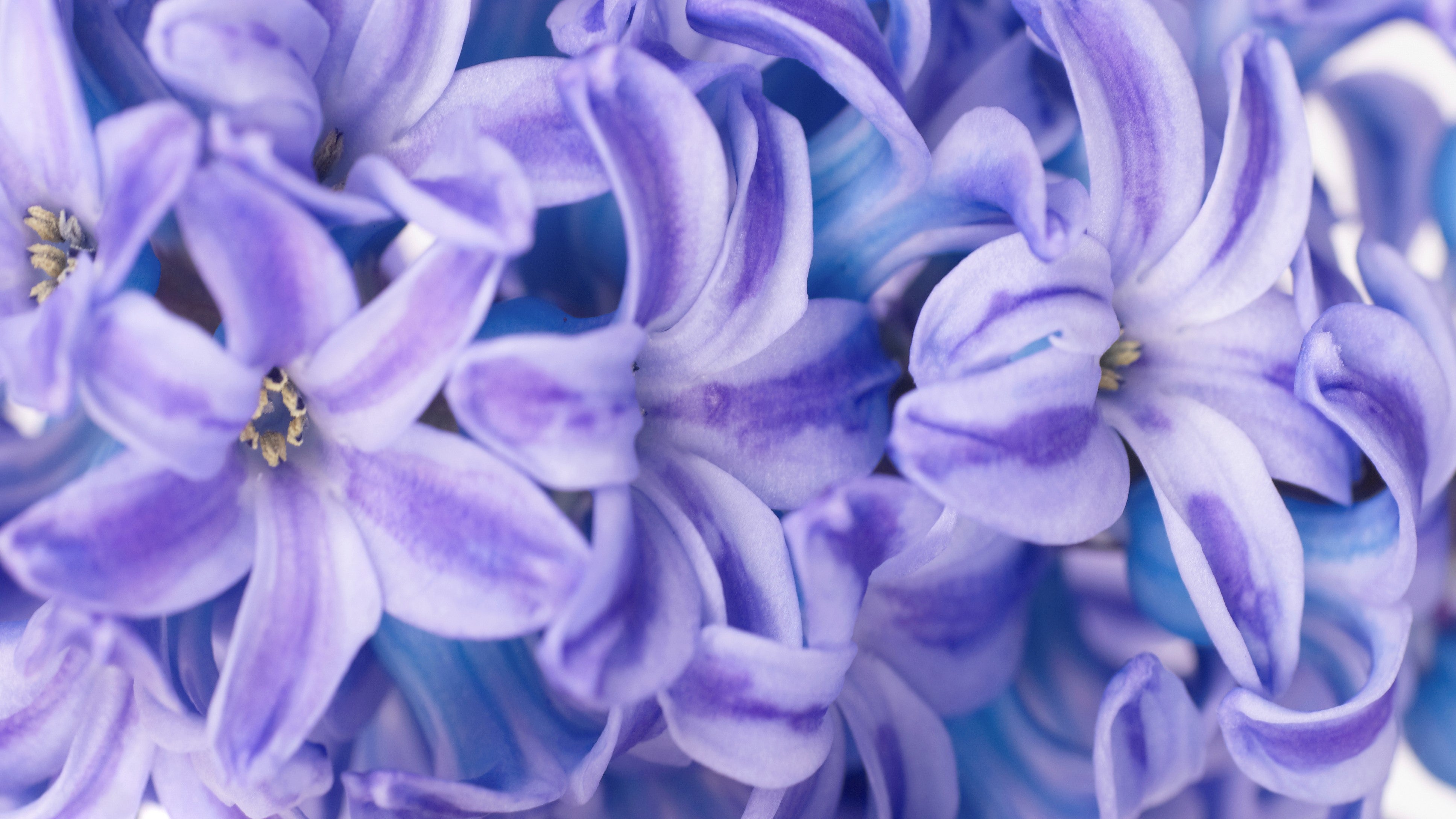 All About Spring Bulbs