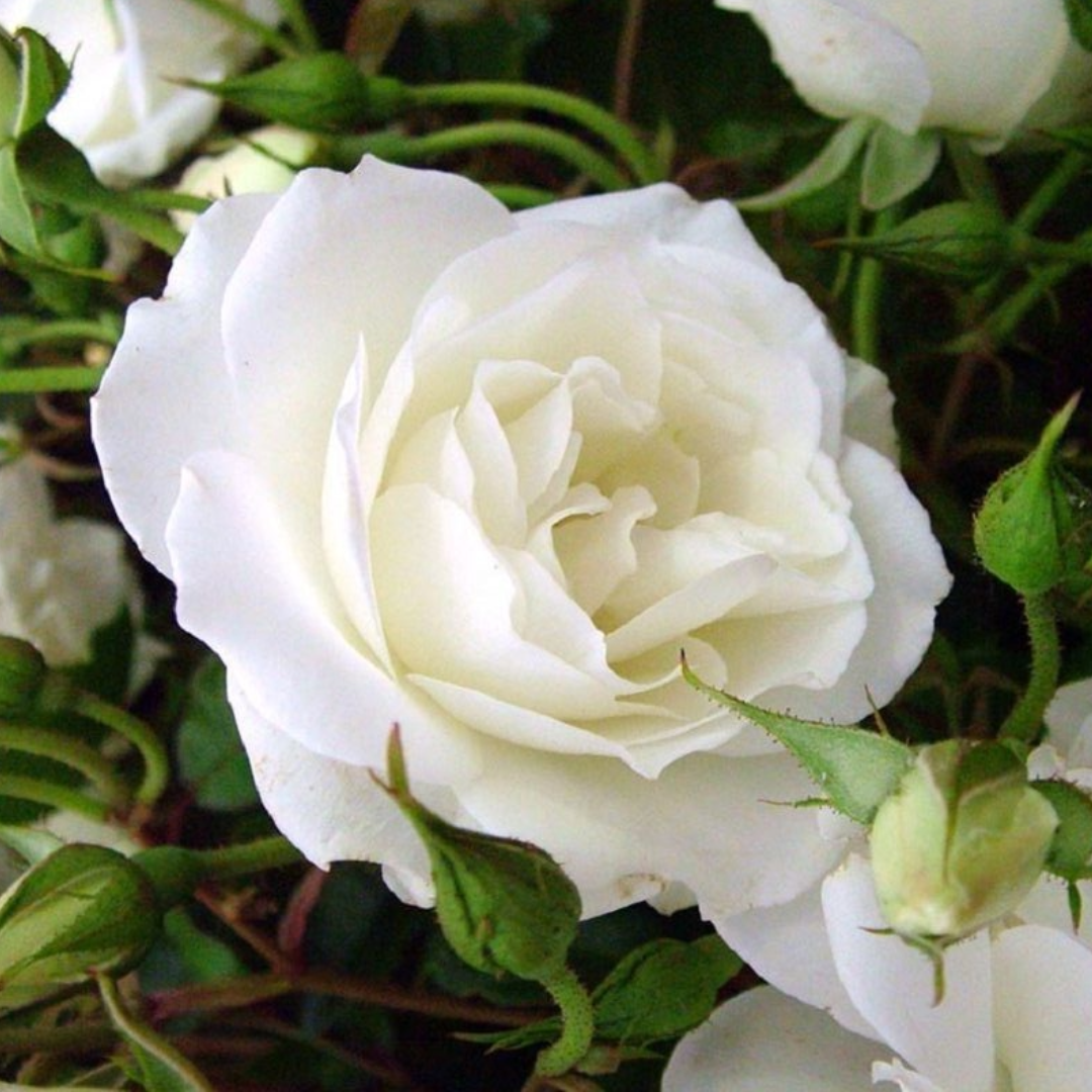 How To Care For Roses