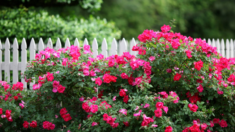 From Bloom to Beauty - Roses