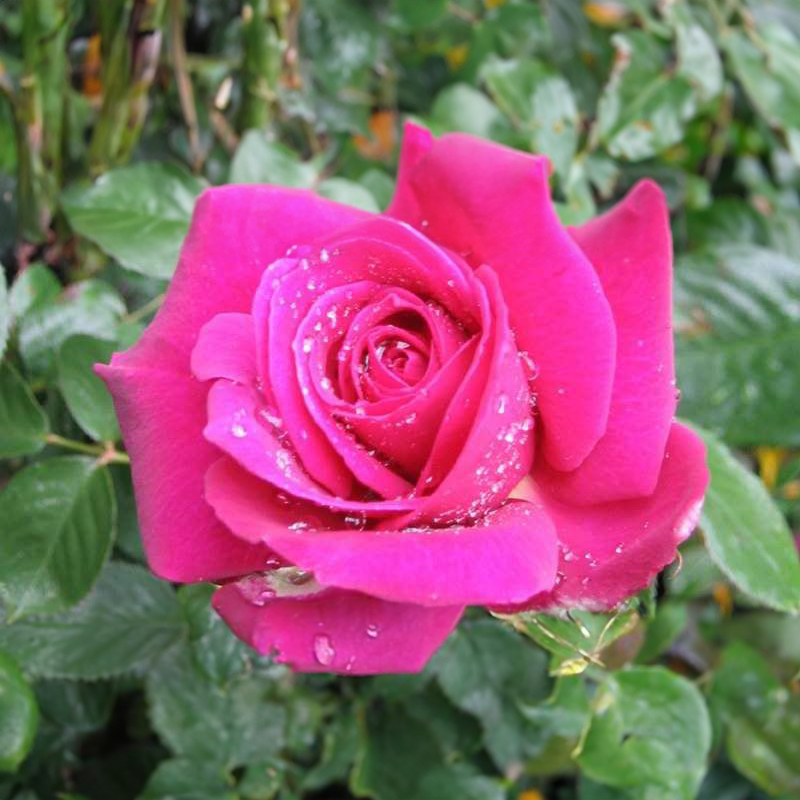 Rose Tips for Beautiful Blooms