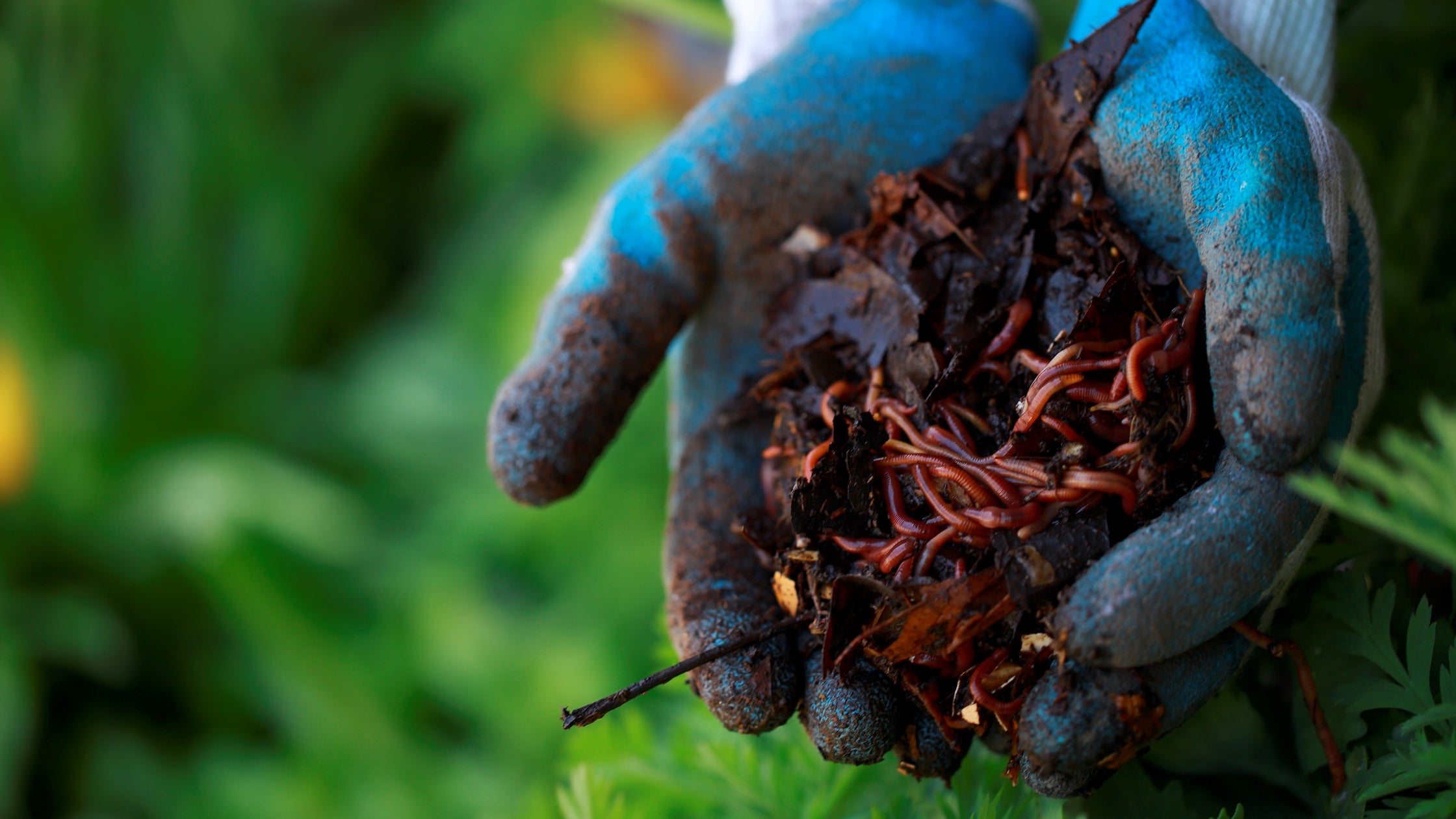 A Beginner's Guide to Worm Farms