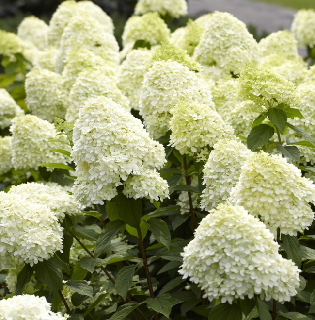 The Classic Beauty of Hydrangeas