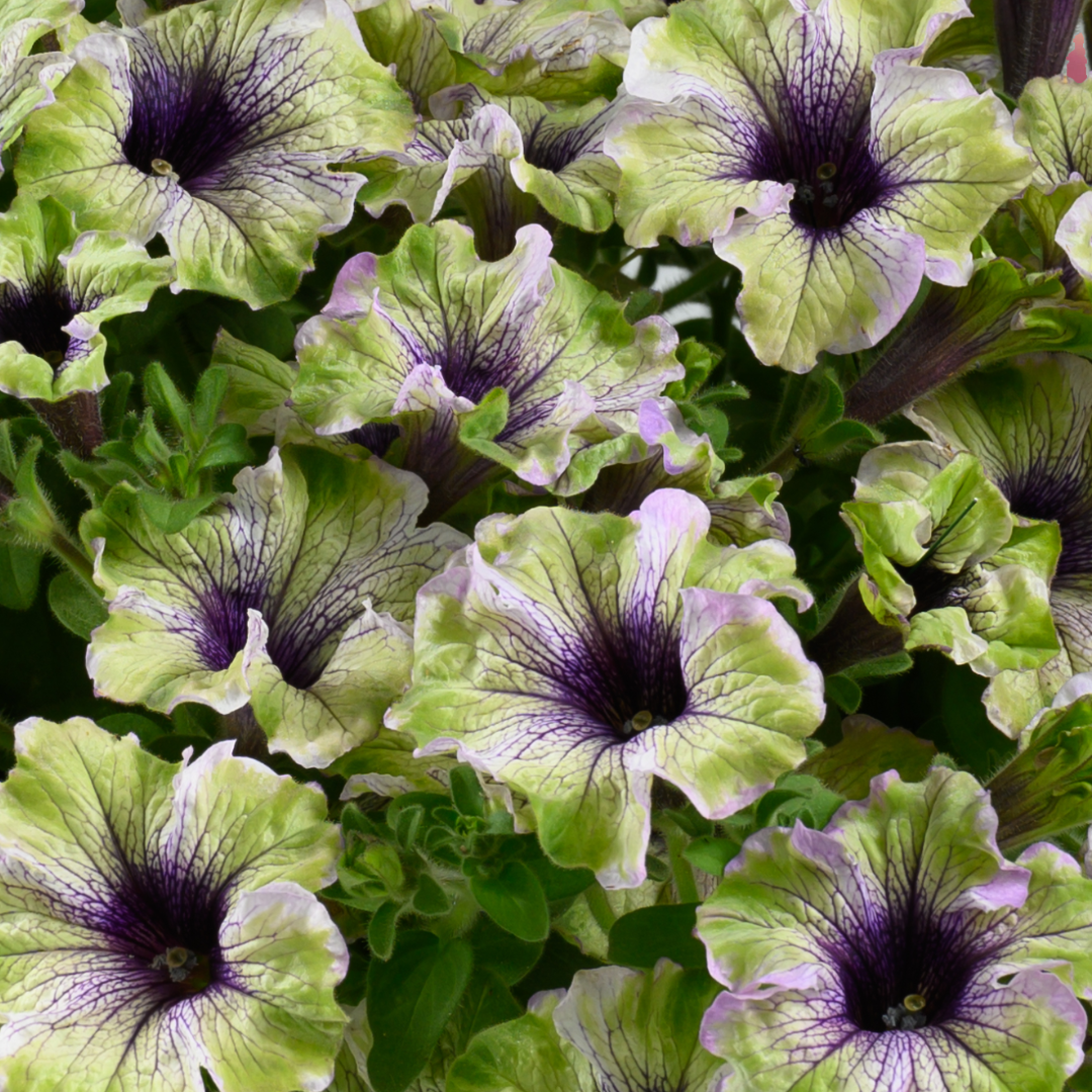 Pretty Petunias