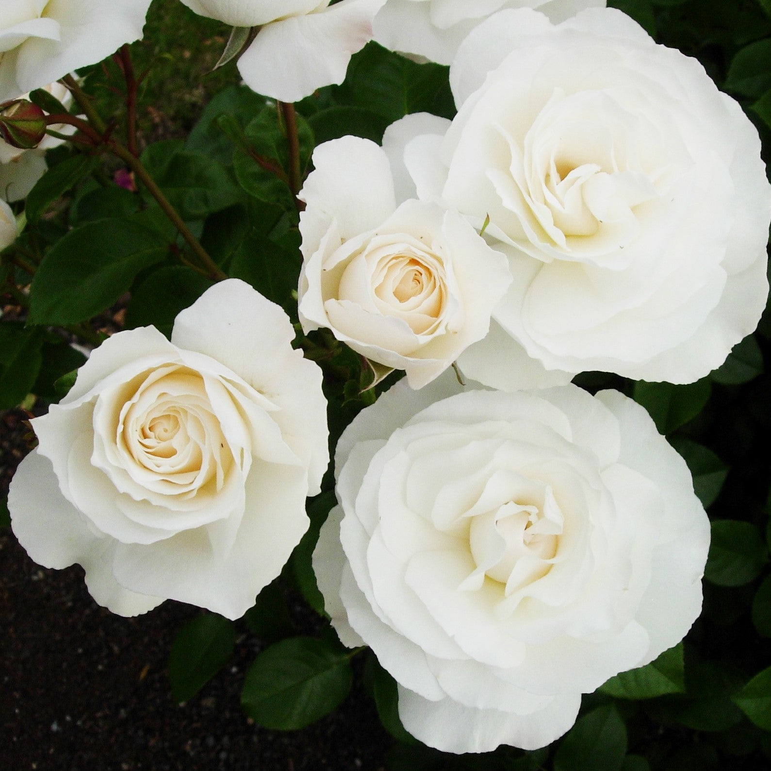 Our Top Rose Varieties