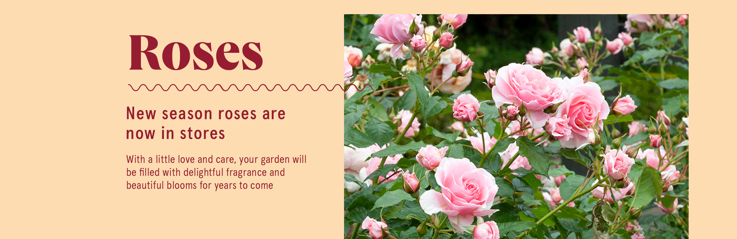 Kings Plant Barn | NZ Garden Centres, Shop Online, Cafes